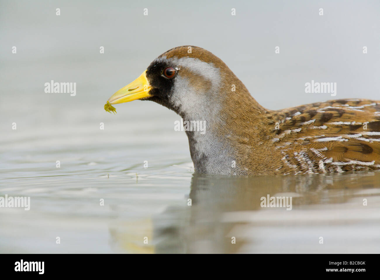 Rail bird sora marsh hi-res stock photography and images - Alamy
