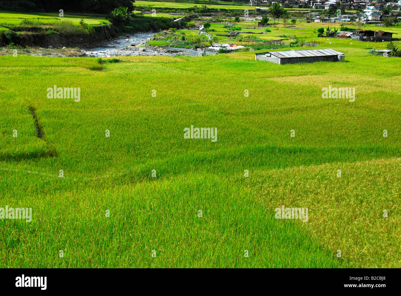 Field rice crop field rice fields paddy barn scenery hi-res stock ...