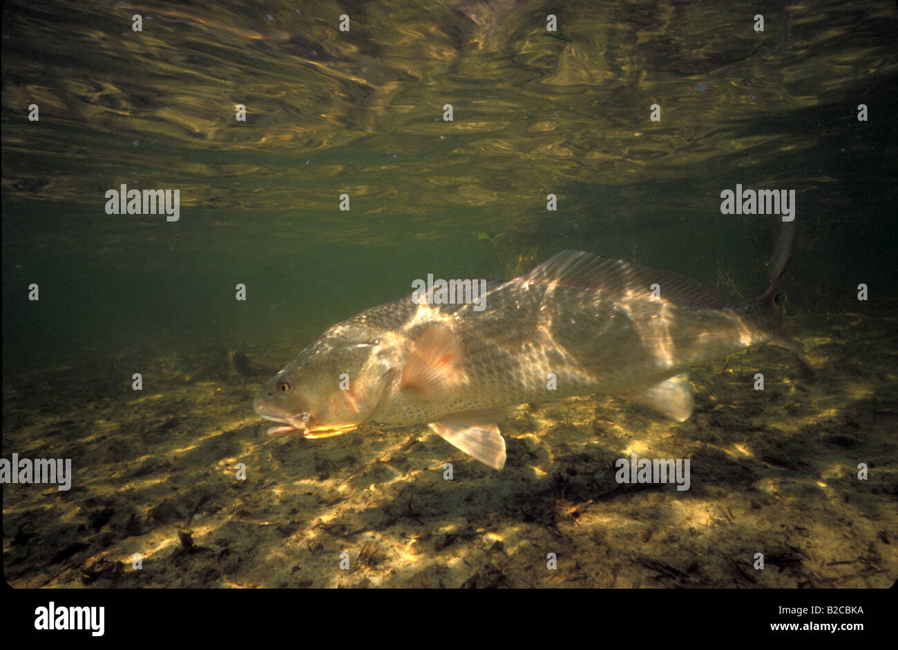 Red drum redfish underwater gamefish portrait closeup saltwater shallow ...