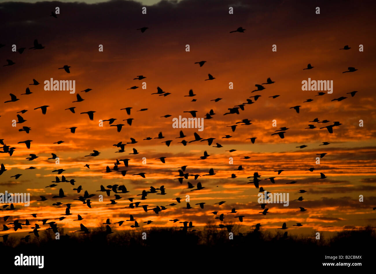 flock of birds flying in sunset Stock Photo - Alamy