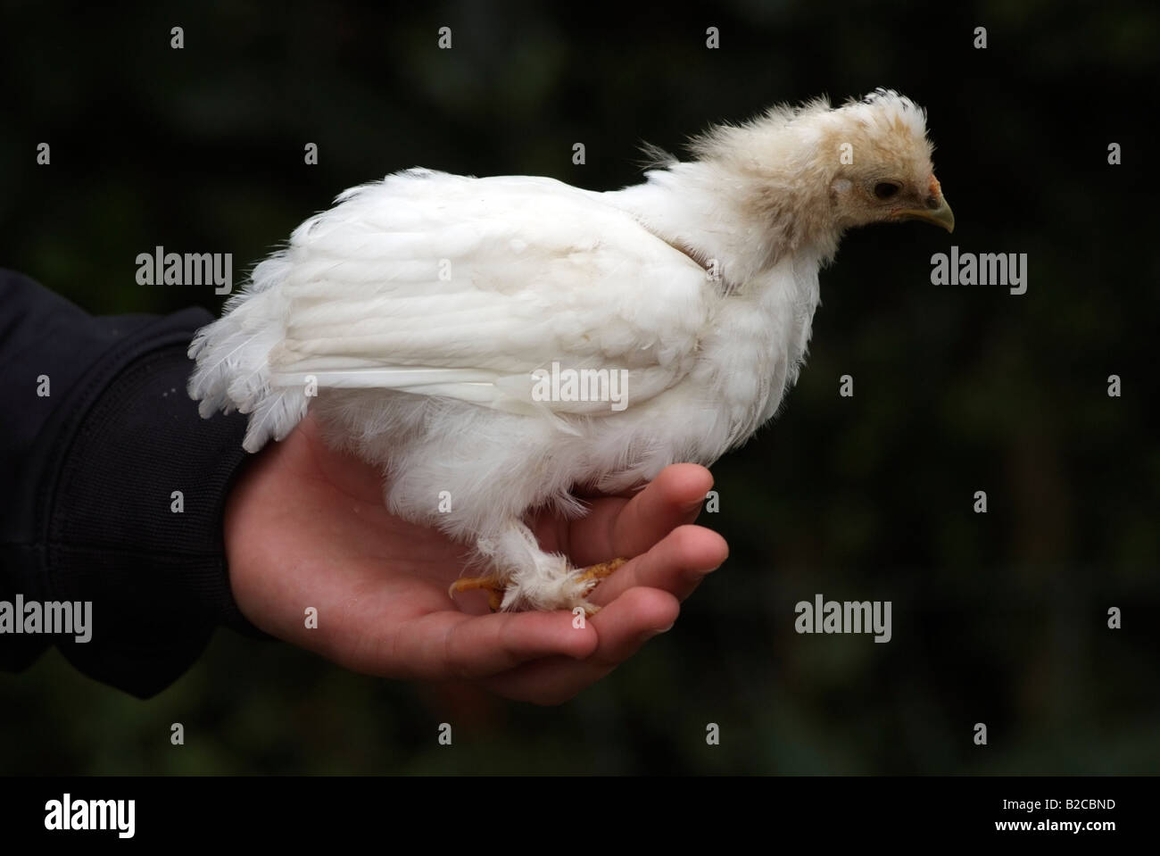 Young bantam chick in boys hand Stock Photo - Alamy