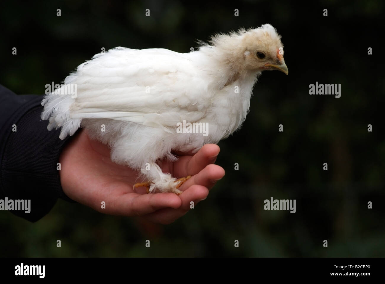 Young bantam chick in boys hand Stock Photo - Alamy