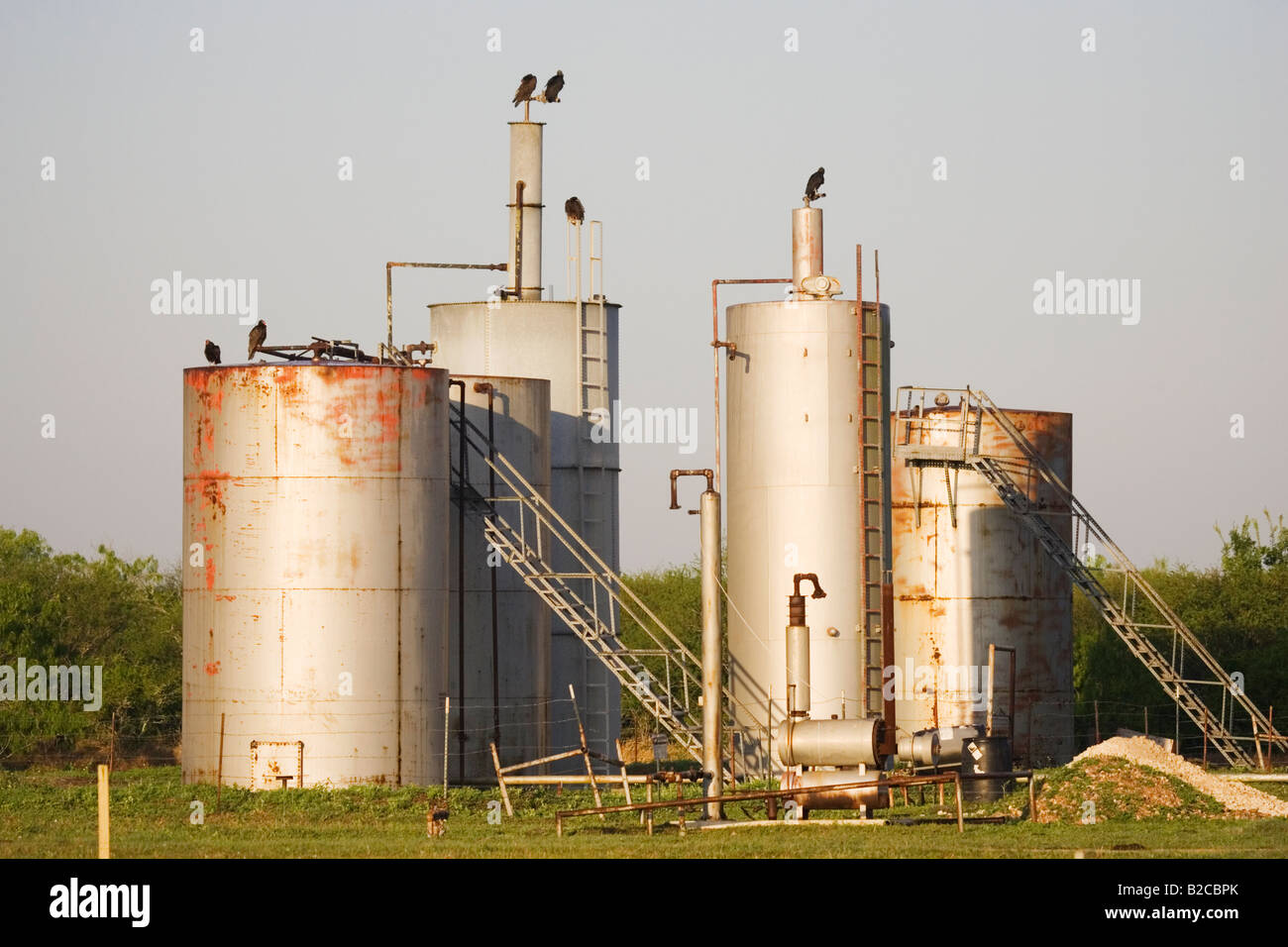 Vultures Roosting on storage tanks Stock Photo - Alamy