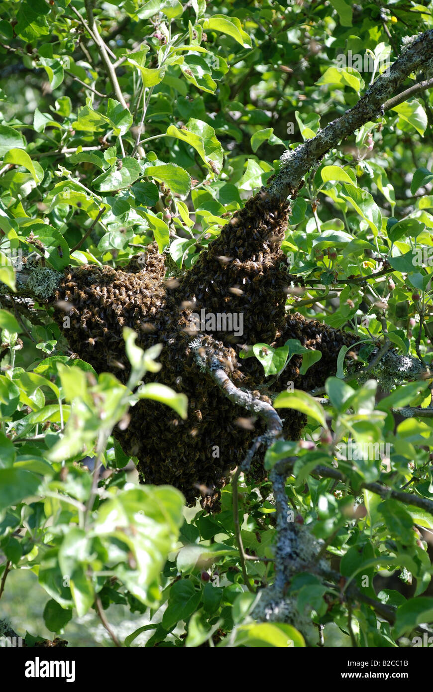 Bee swarm in a tree Stock Photo - Alamy