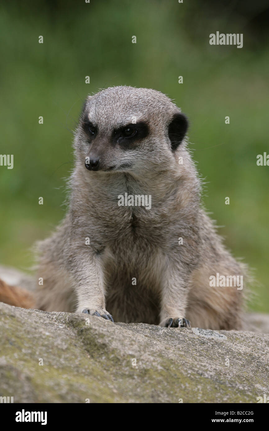 Lone meerkat hi-res stock photography and images - Alamy