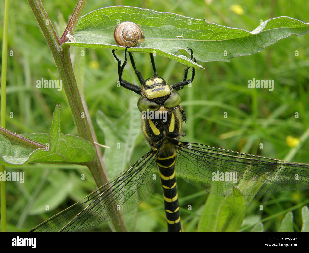 detail of newly emerged golden-ringed dragonfly at rest below leaf with ...