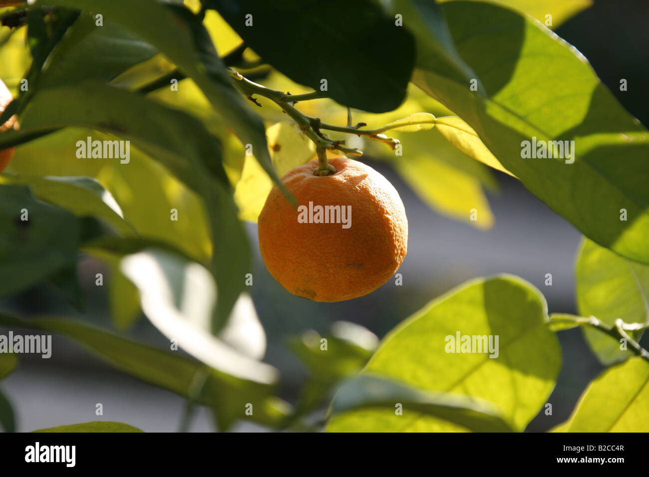 one single orange growing on tree Stock Photo - Alamy