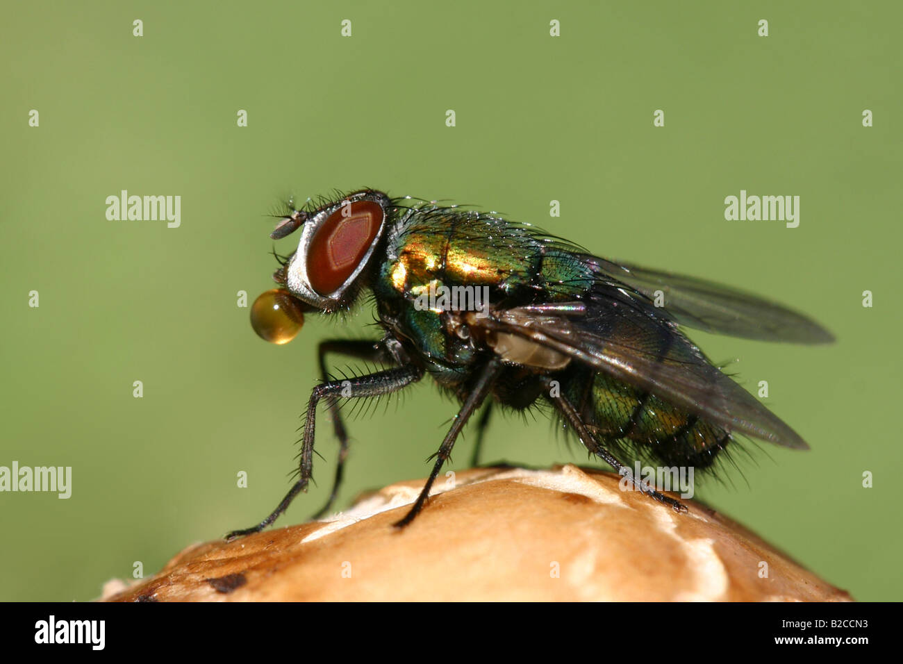 Insect pest housefly disease hi-res stock photography and images - Alamy
