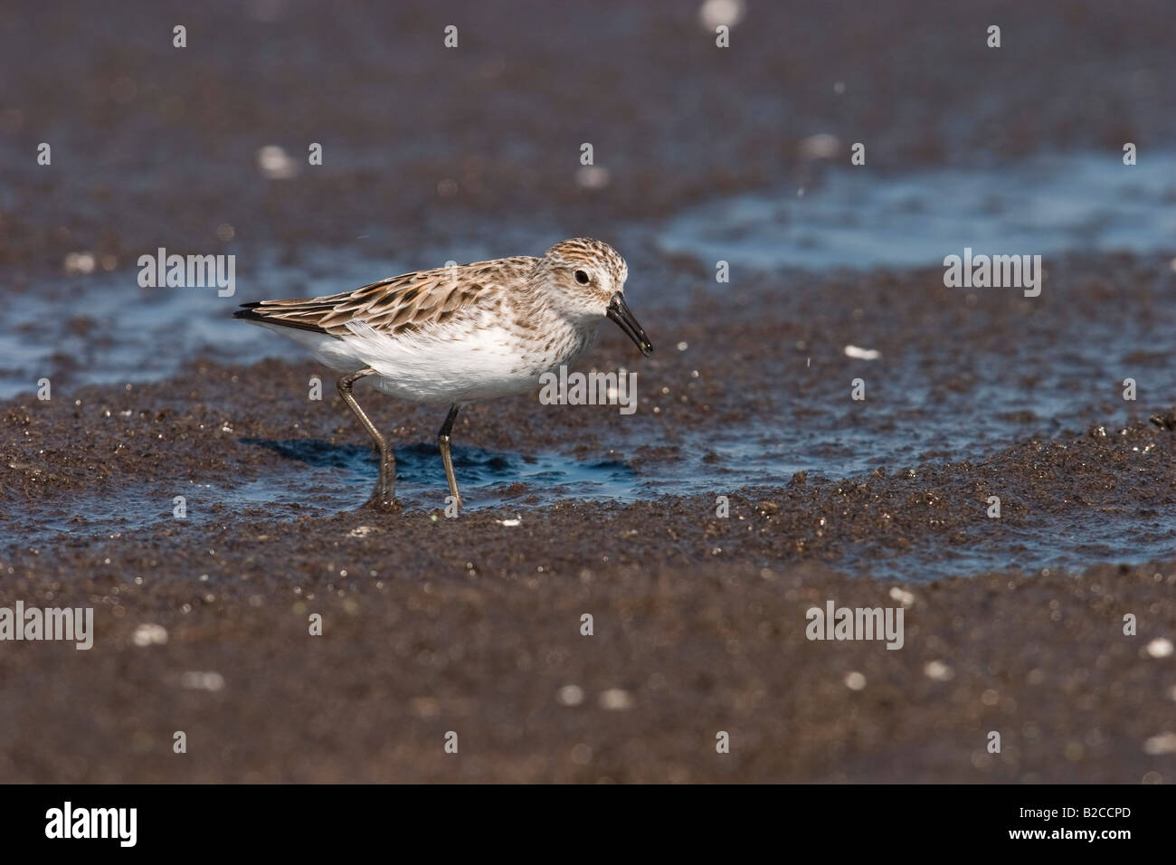 Semi-palmated Sandpiper (Calidris pusilla Stock Photo - Alamy