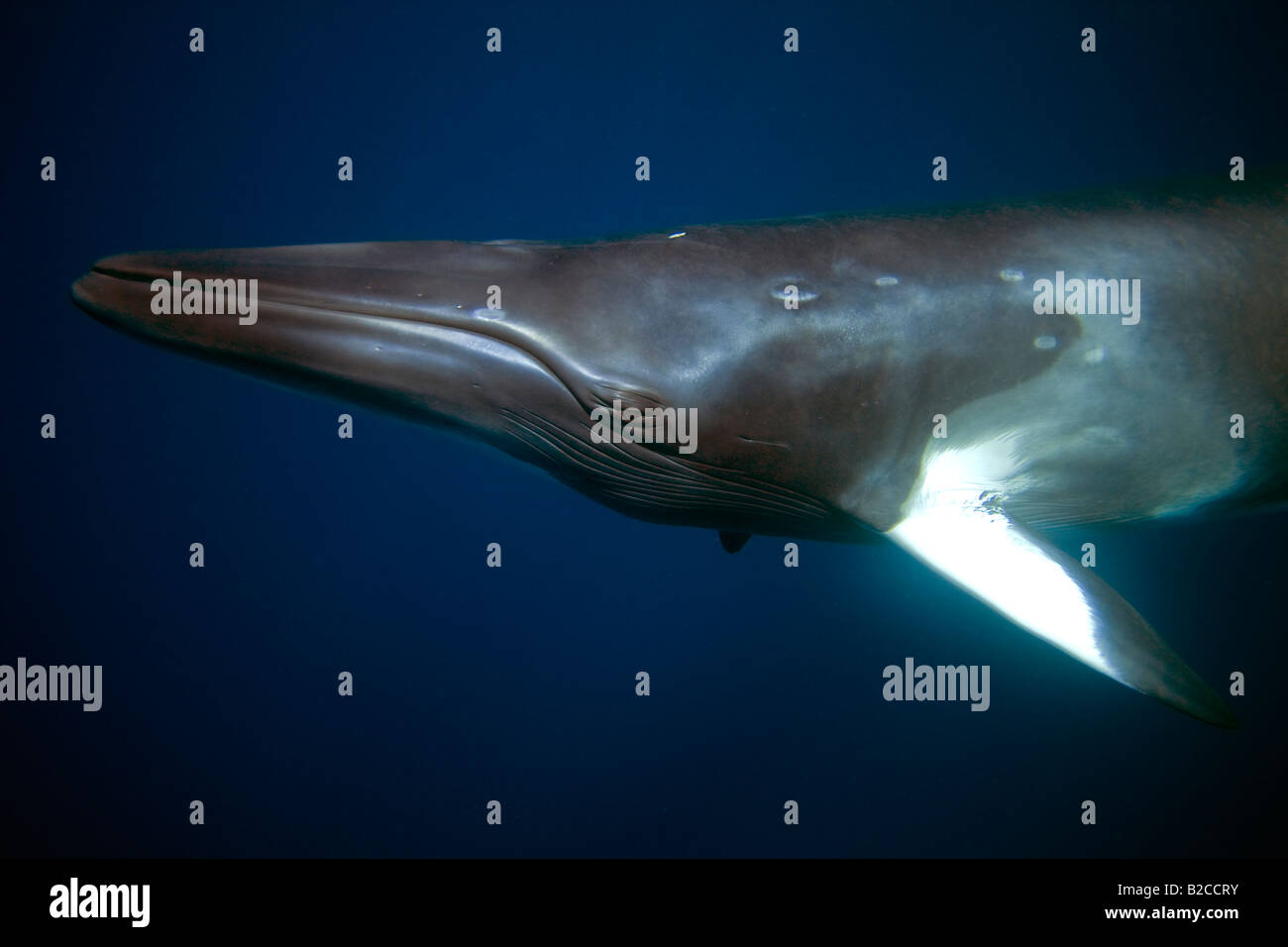 Dwarf Minke Whale Balaenoptera acutorostrata Great Barrier Reef ...