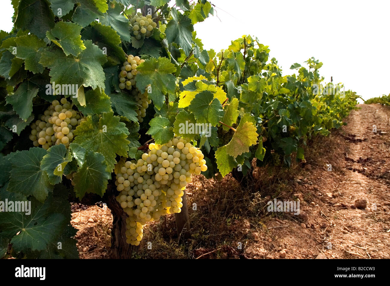 Leafy vine grapes hanging from hi-res stock photography and images - Alamy
