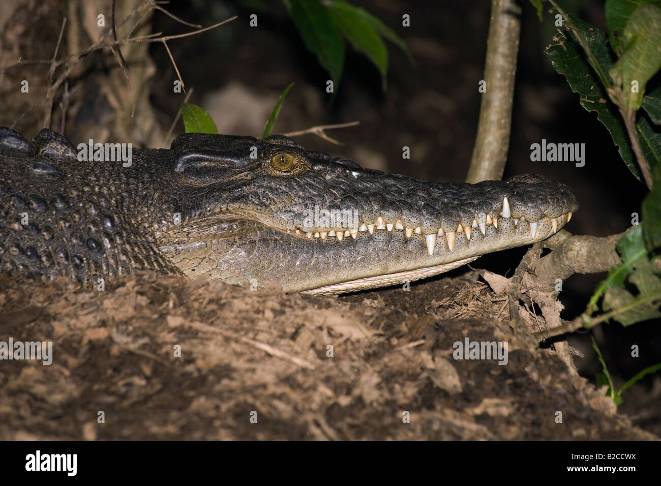 Wild Saltwater Crocodile Saltie Estuarine Crocodile Leistenkrokodil ...