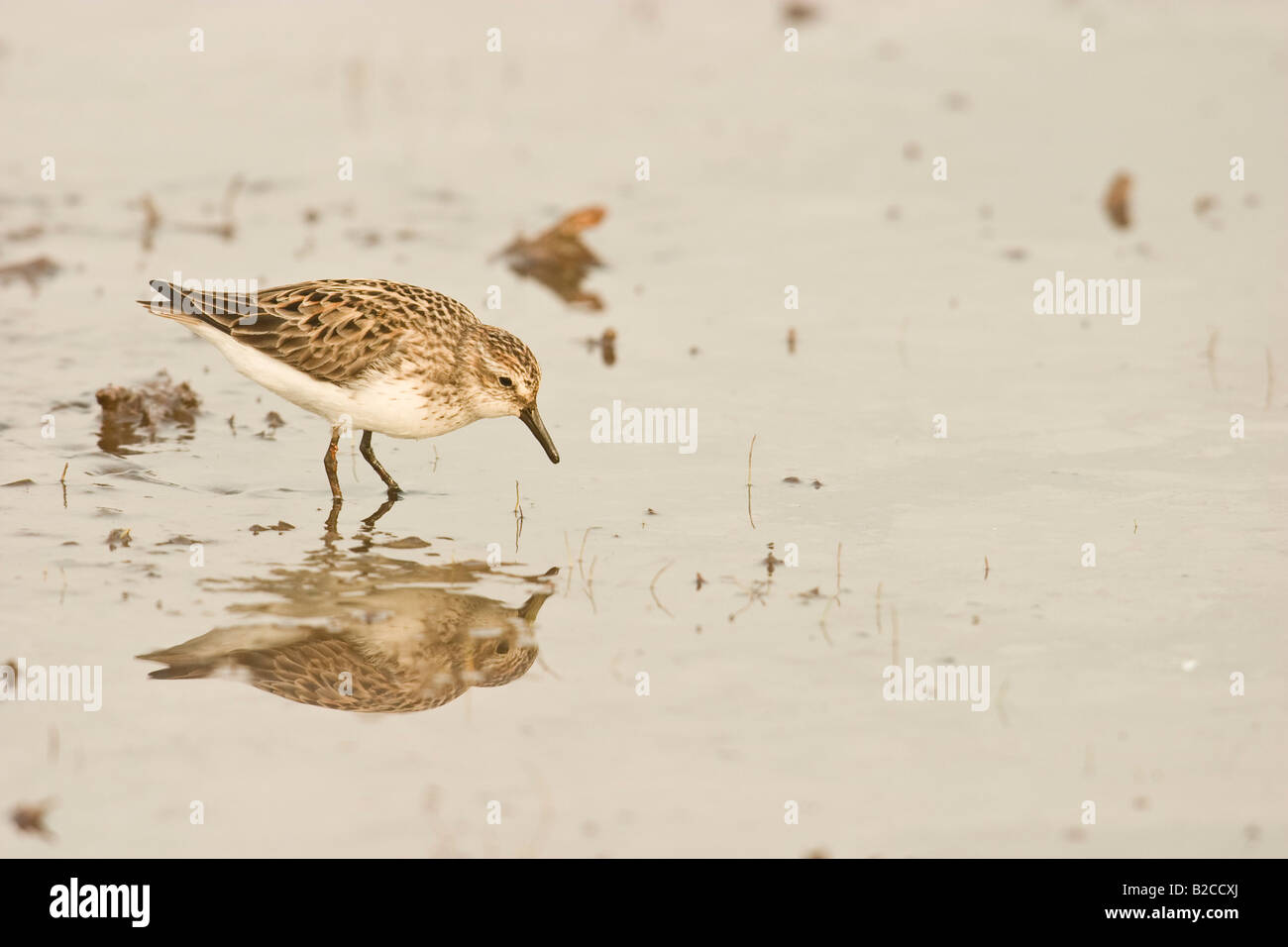 Semi-palmated Sandpiper (Calidris pusilla Stock Photo - Alamy