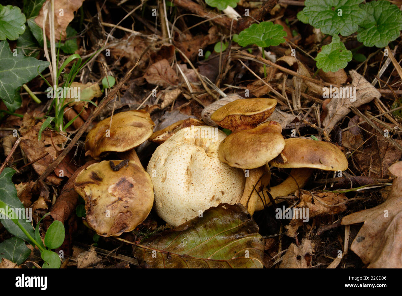 A bolete fungus Boletus parasiticus parasitic on a common earthball ...