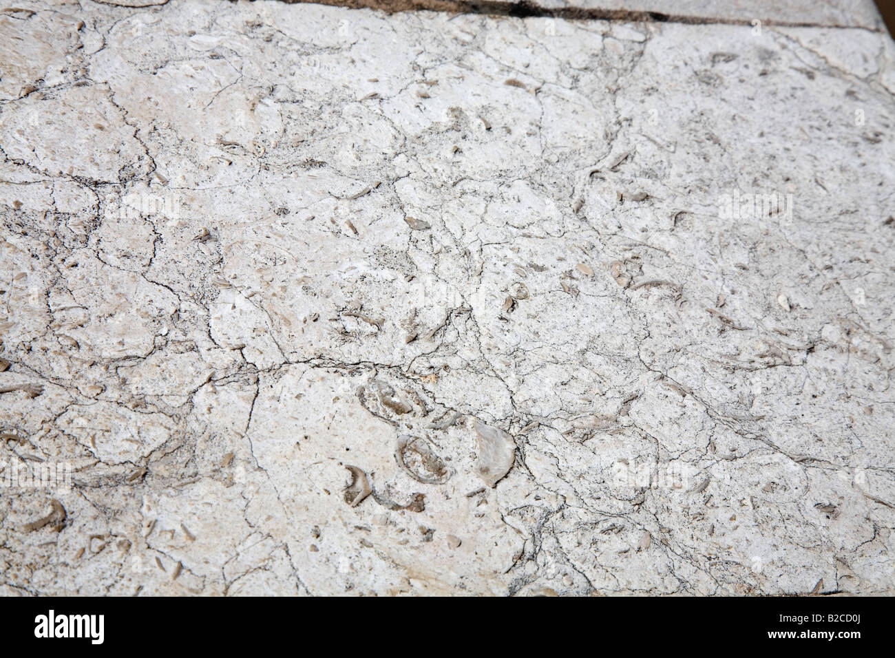 Fossil Limestone on the walls of La Pedrera Barcelona Spain May 2008 ...