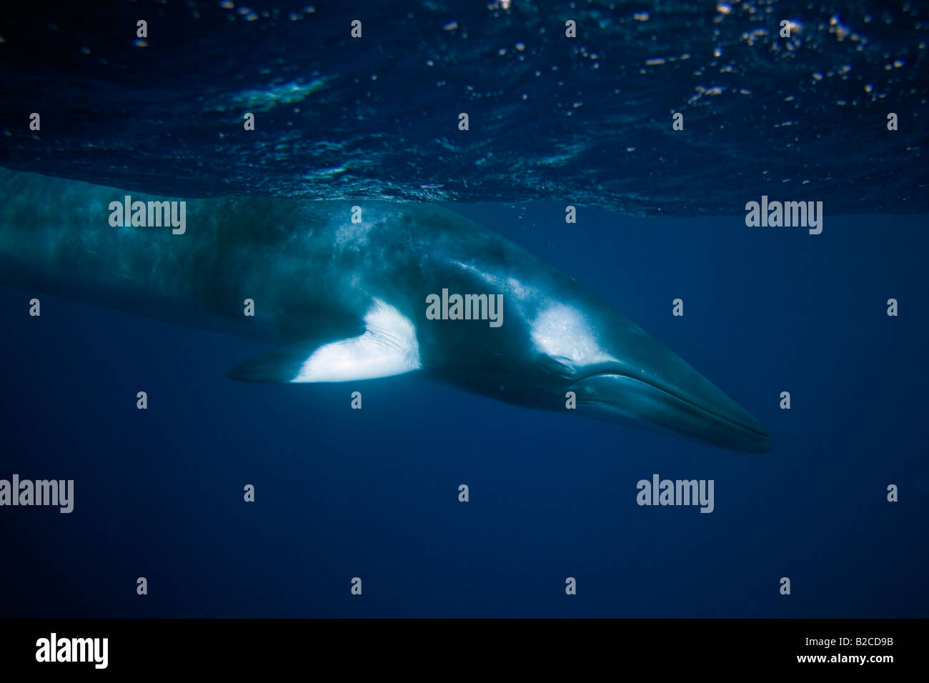 Dwarf Minke Whale Balaenoptera acutorostrata Great Barrier Reef ...