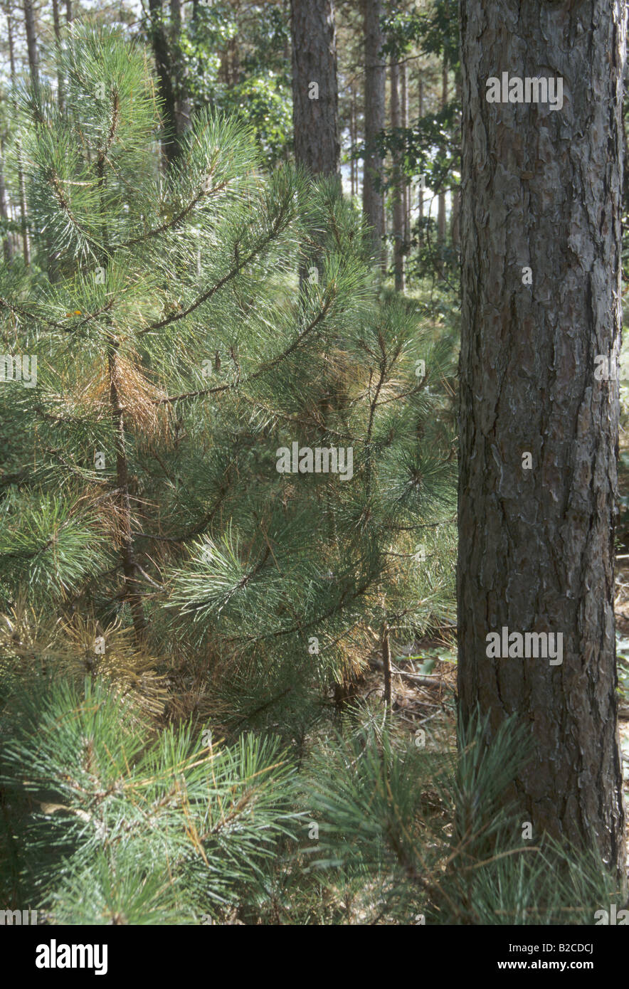 Red Pine, Pinus resinosa, young seedling and mature tree Stock Photo ...