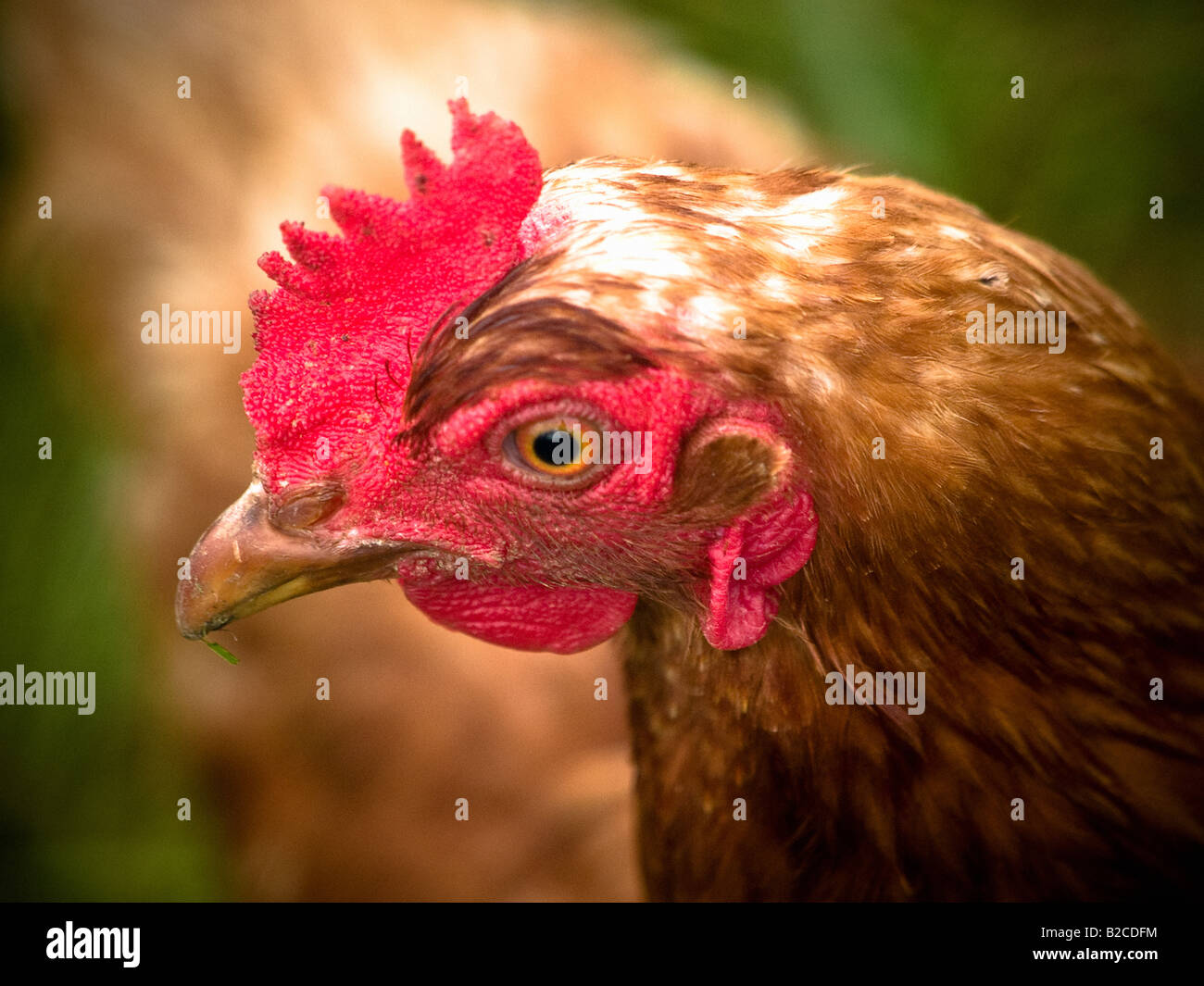 Rooster wattles hi-res stock photography and images - Alamy
