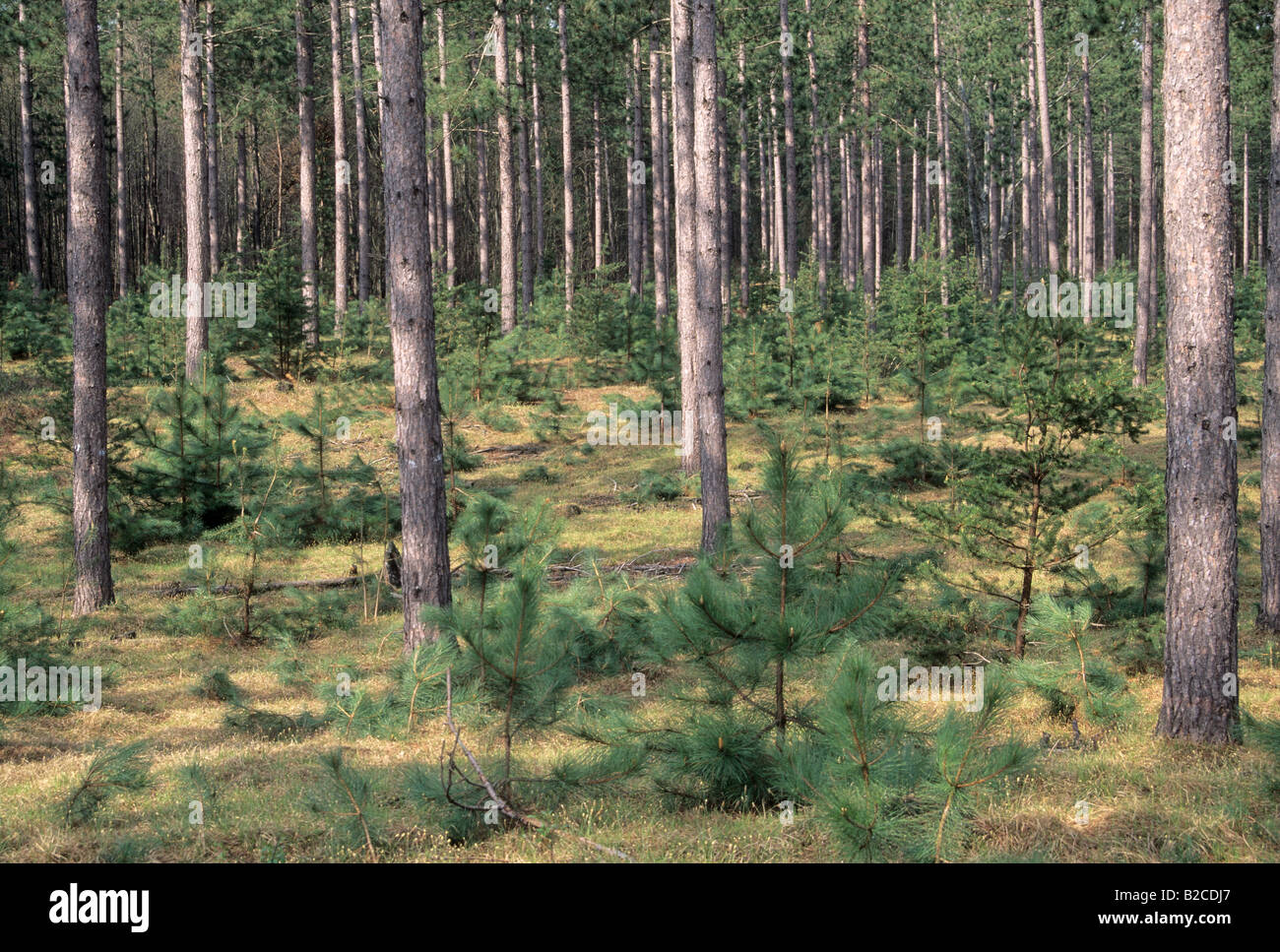 Red Pine, Pinus resinosa - thinned plantation with natural seedlings ...