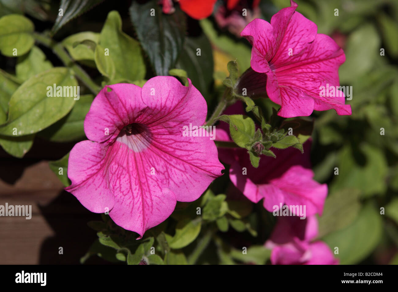 Pink surfinia petunias flowers- close up Stock Photo - Alamy