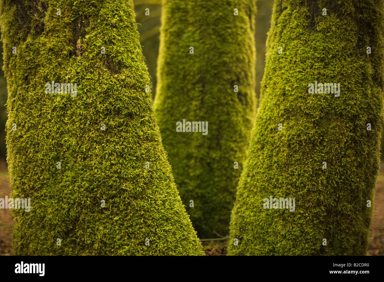 Moss on trees hi-res stock photography and images - Alamy