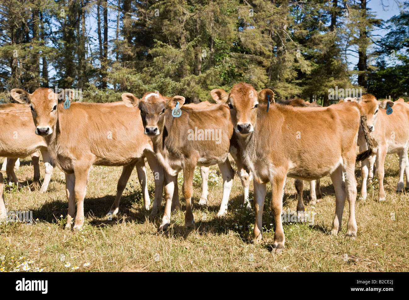Jersey calves hi-res stock photography and images - Alamy