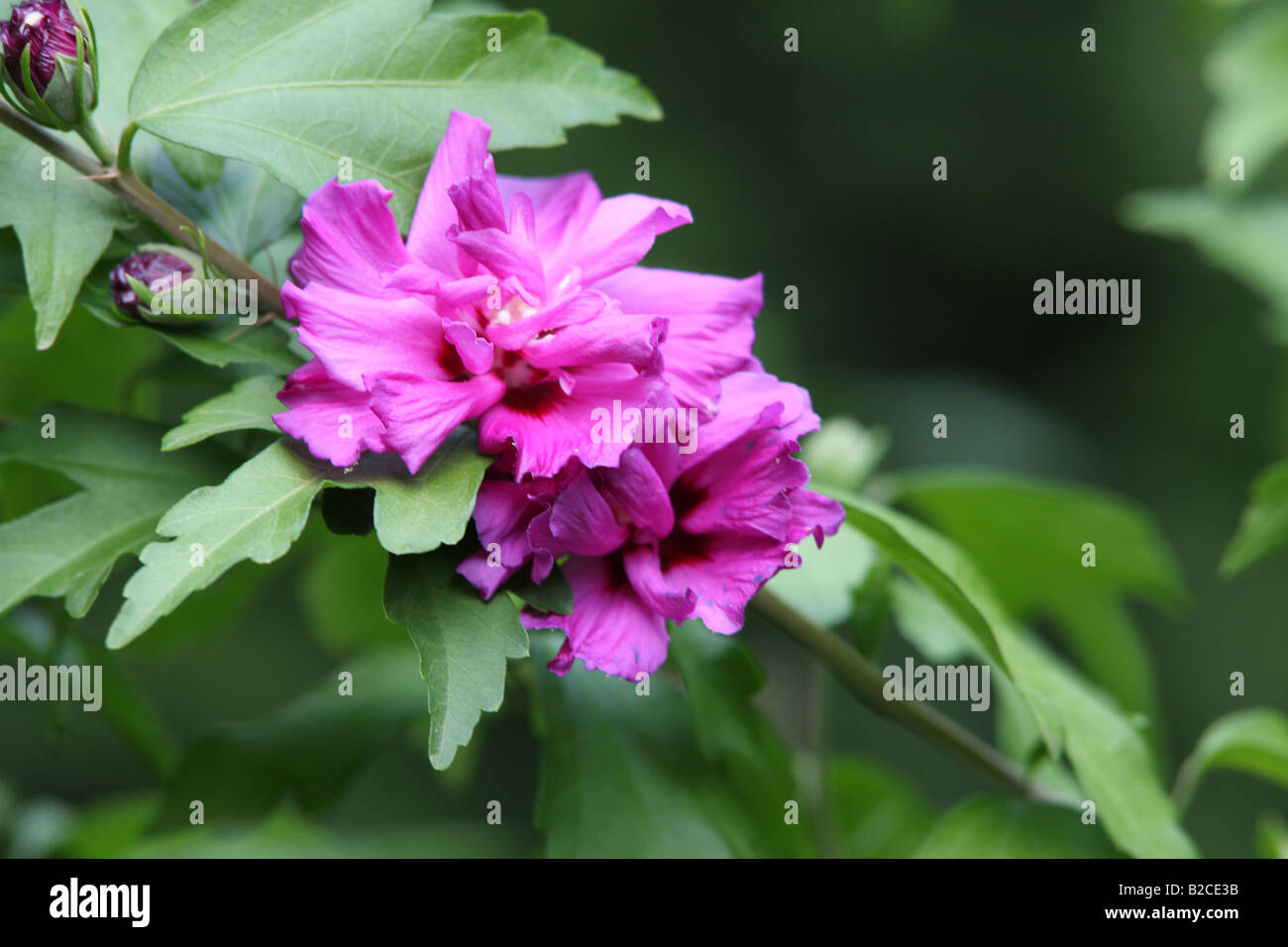 Violet Hibiscus Syriacus Flower - closeup Stock Photo - Alamy