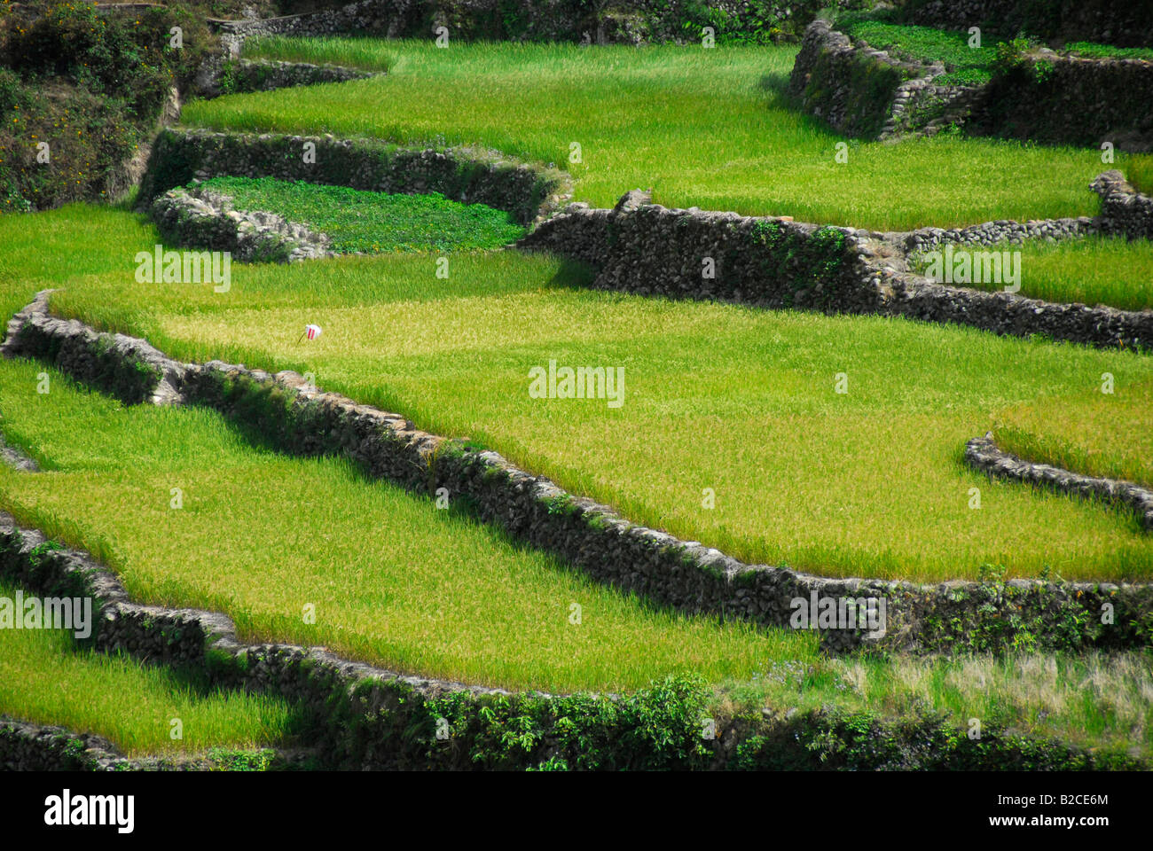Philippines rice field hi-res stock photography and images - Alamy