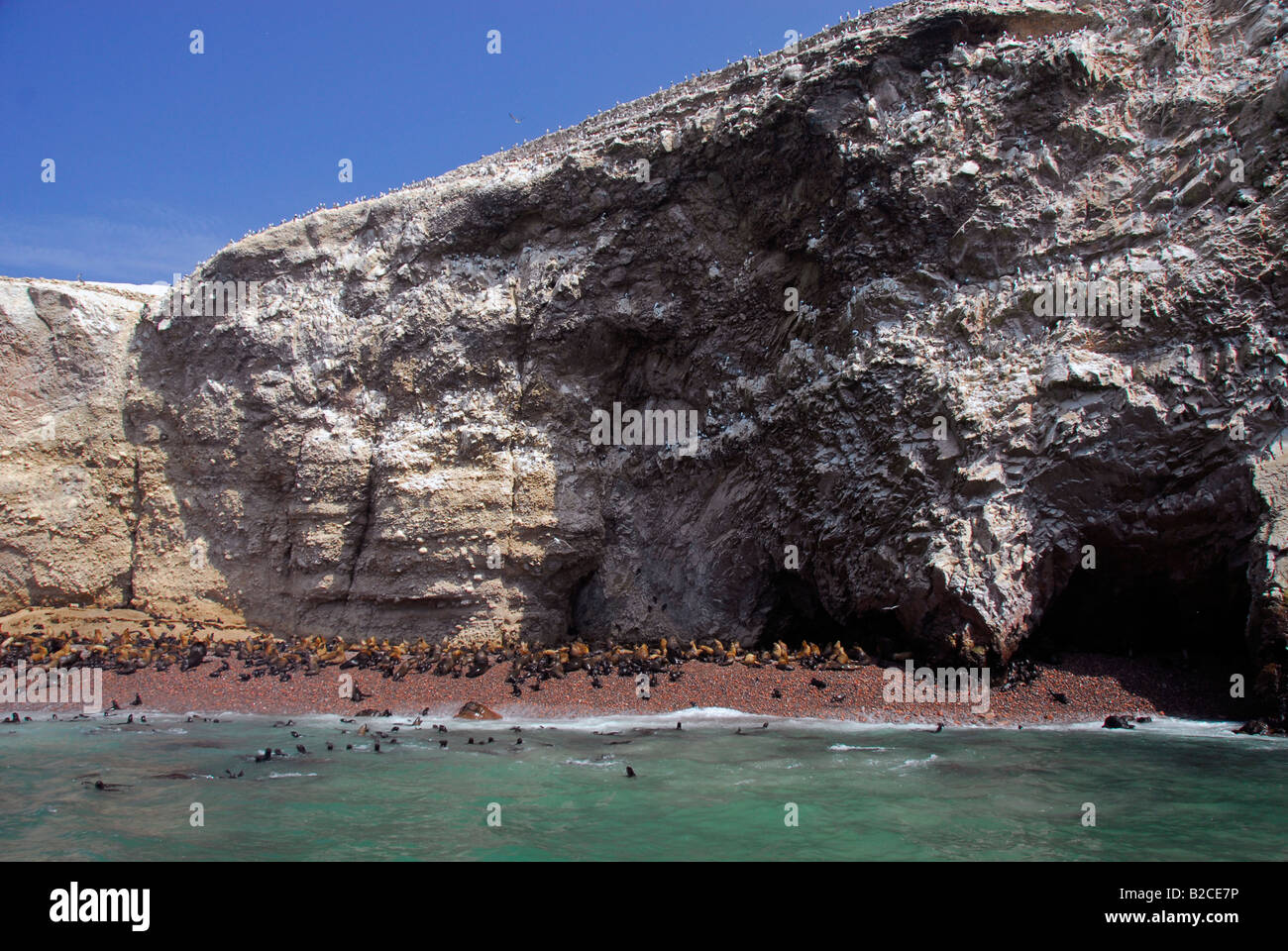 South American Sea Lions on Ballestas Island in Paracas National Park ...