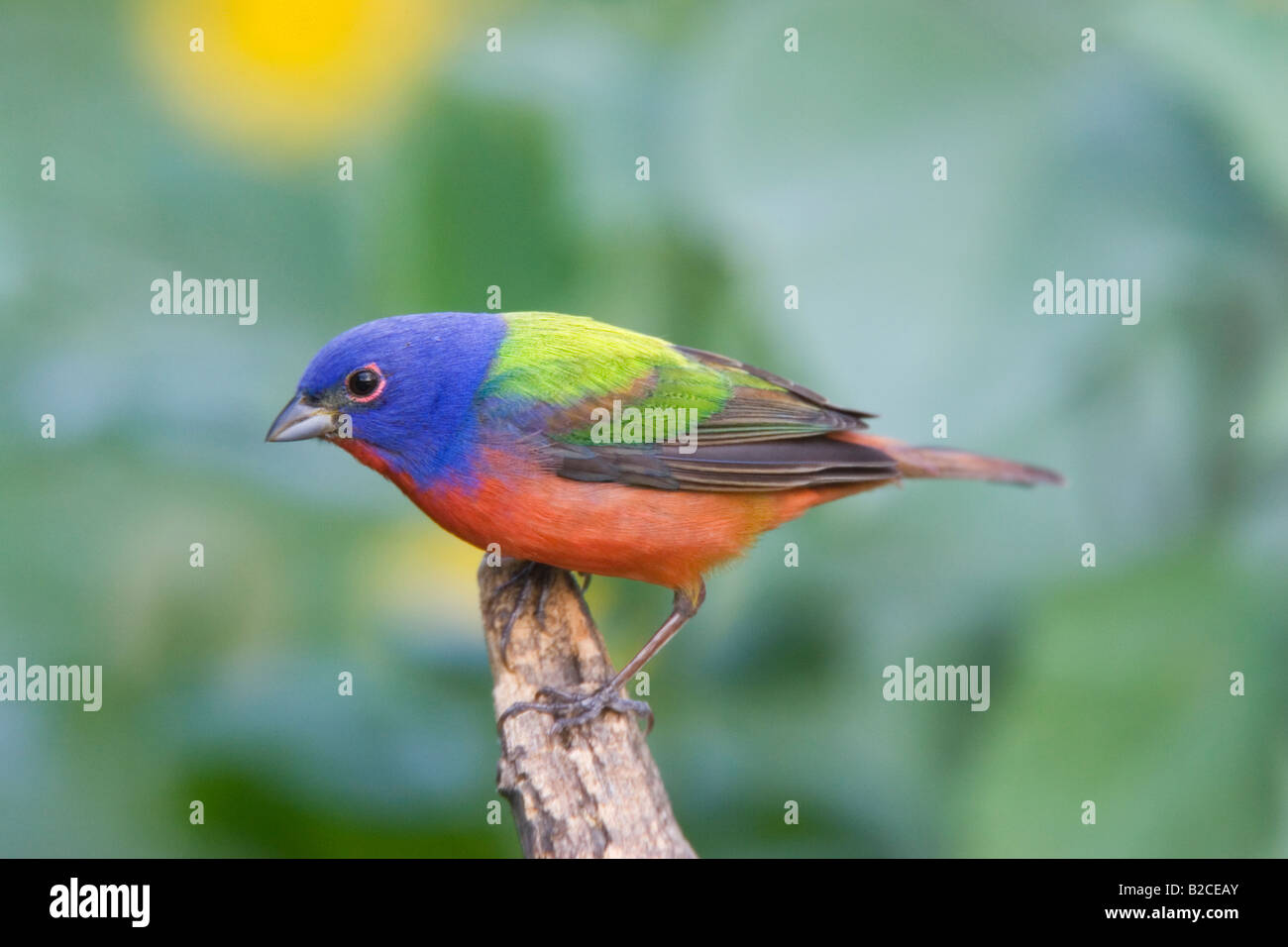 Painted bunting hi-res stock photography and images - Alamy