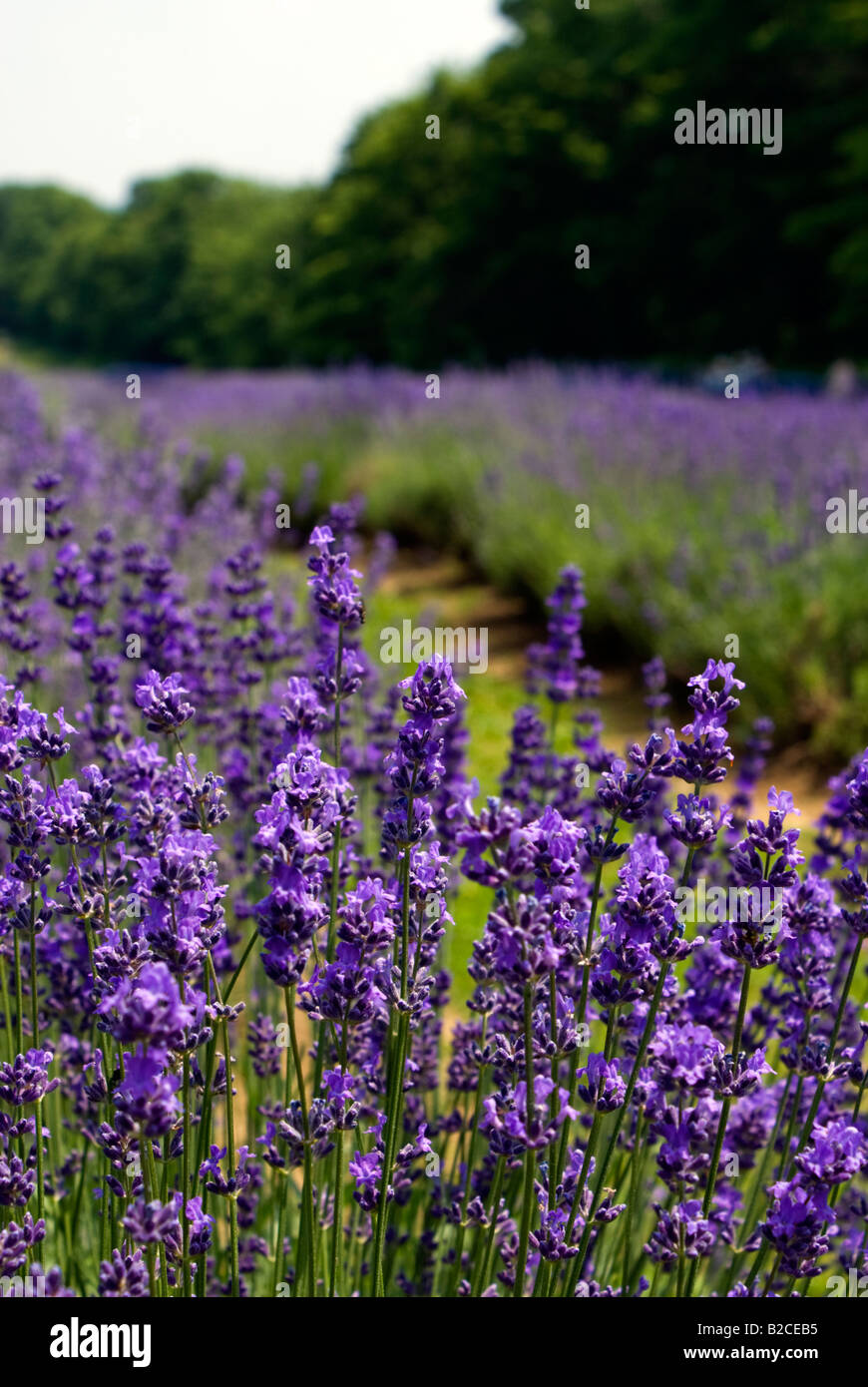 Bleu Lavande lavender farm plants Quebec Stock Photo - Alamy