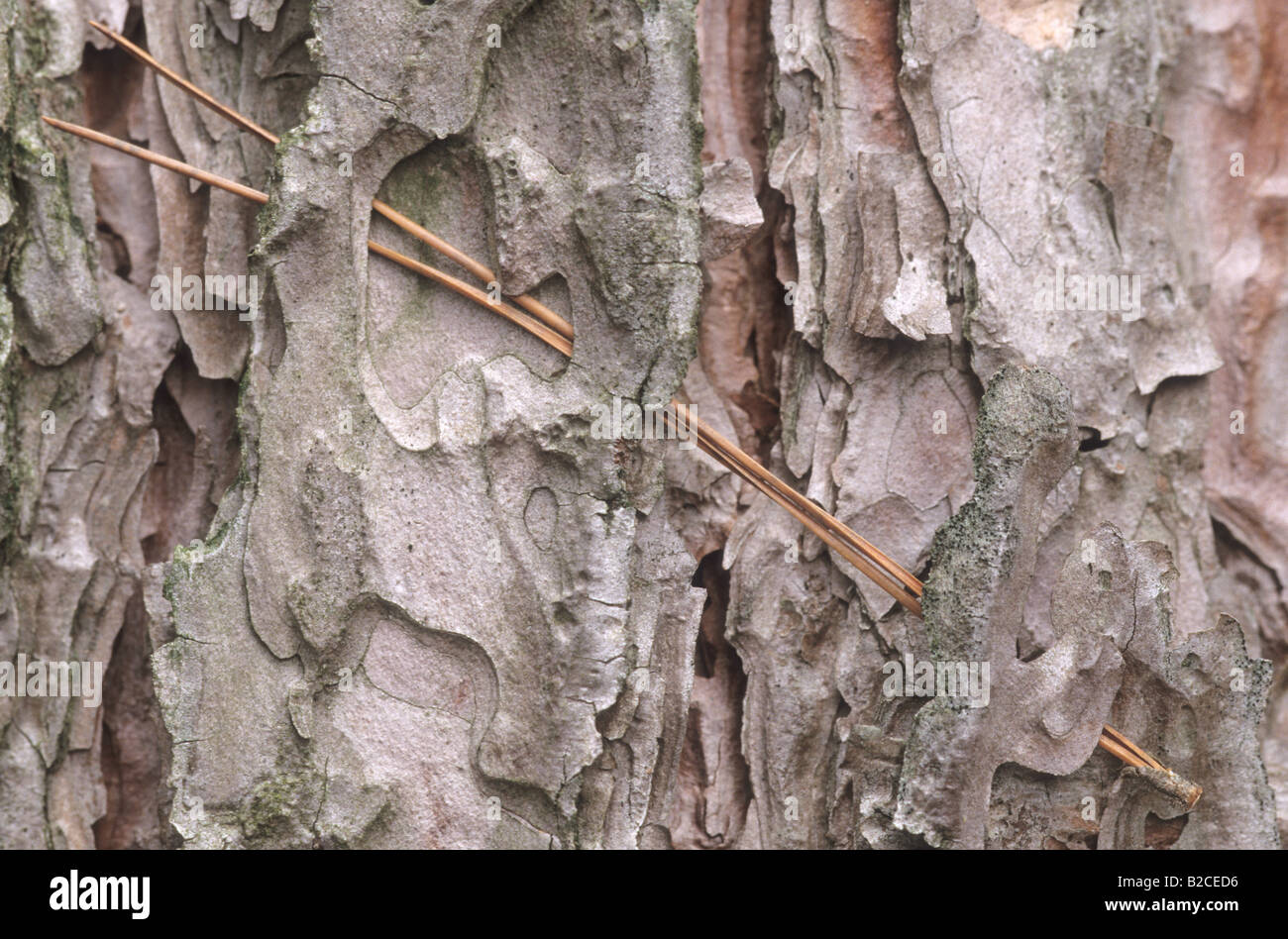 Two needled pine needles hi-res stock photography and images - Alamy