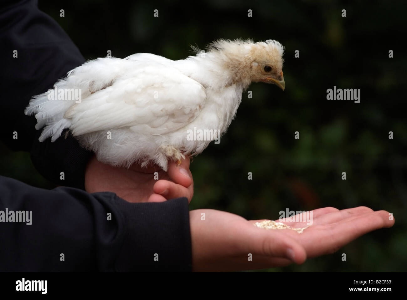 Hand feeding a young bantam chick in boys hand Stock Photo - Alamy