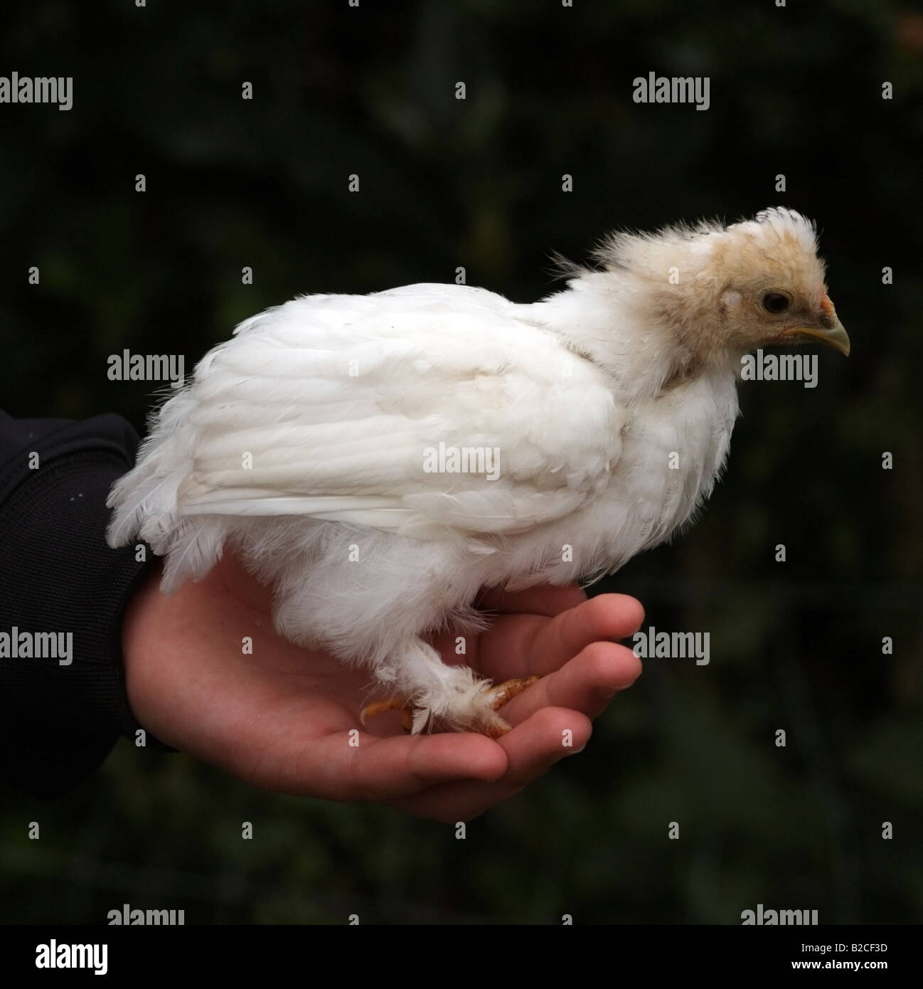 Young bantam chick in boys hand Stock Photo - Alamy