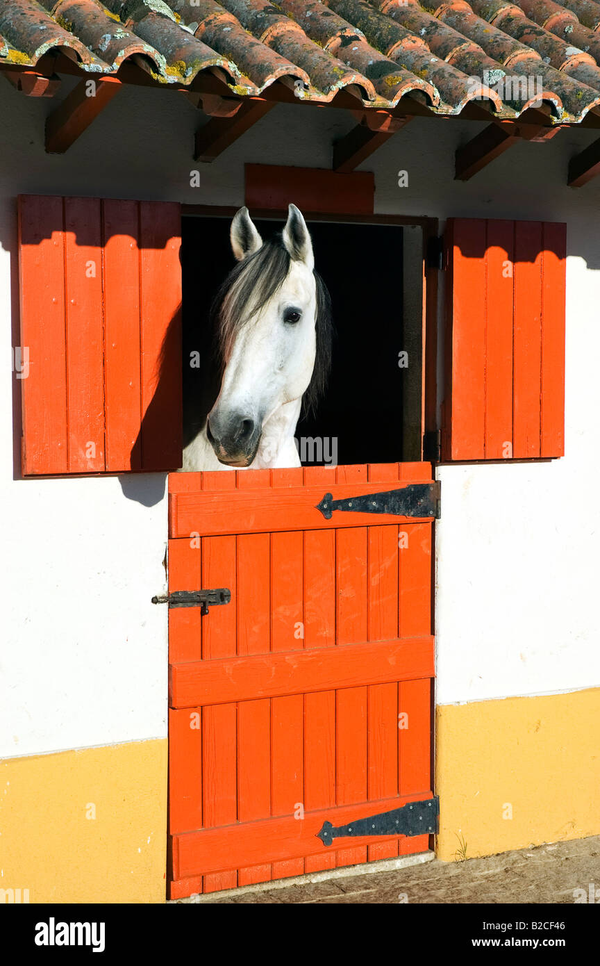 Inside horse stable hi-res stock photography and images - Alamy