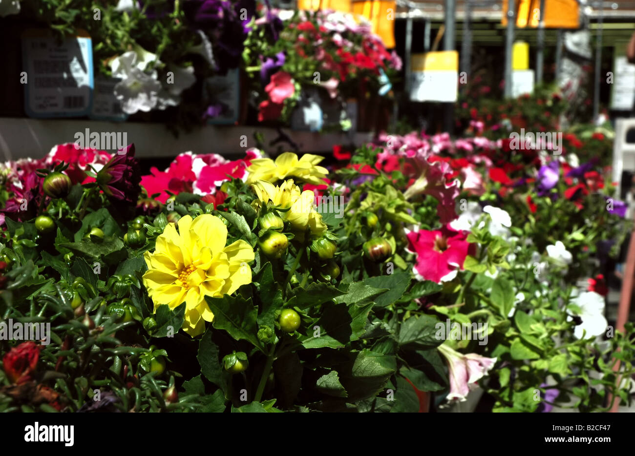 Flowers inside a home and garden center Stock Photo - Alamy