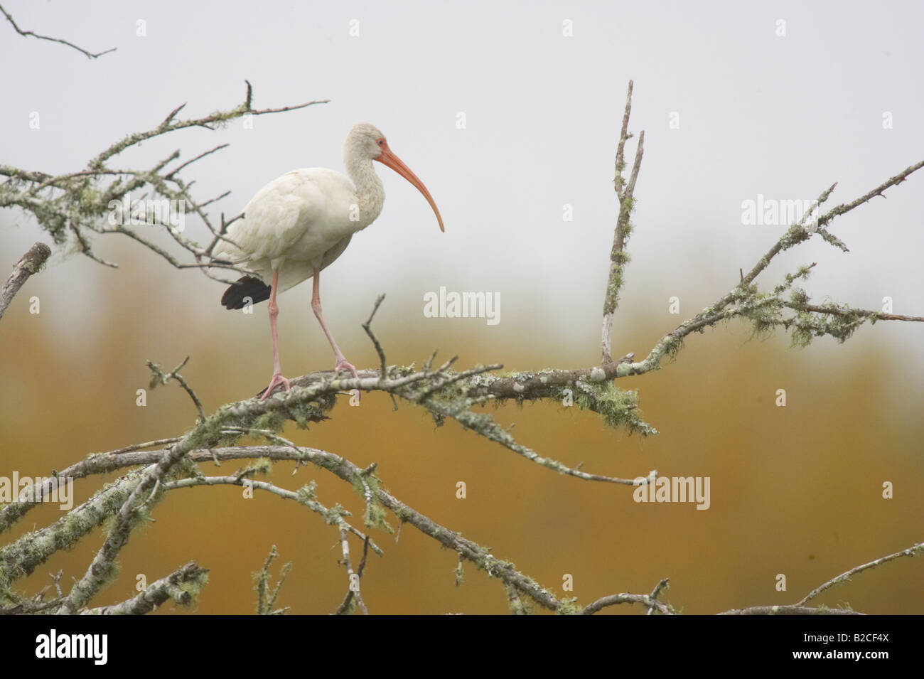 White ibis A wading bird of the deep South, the striking White Ibis is ...