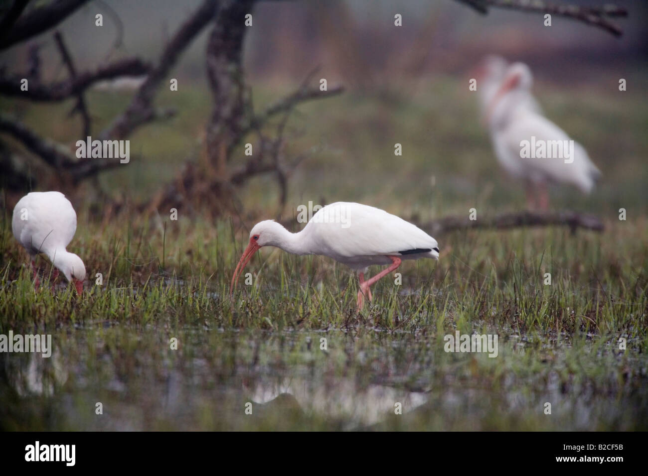 White Ibis is a wading bird of the deep South, the striking White Ibis ...