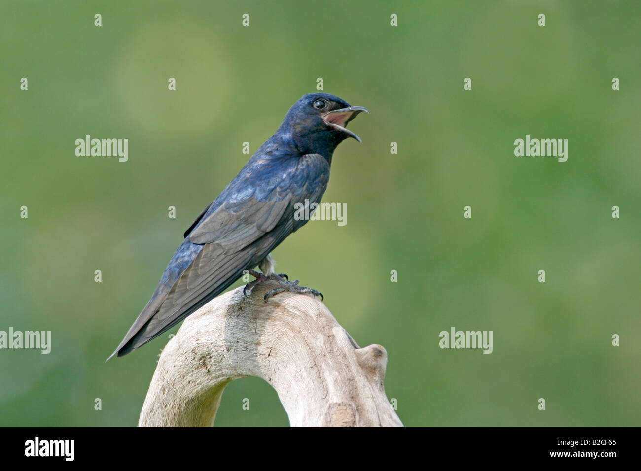 Purple Martin High Resolution Stock Photography and Images - Alamy