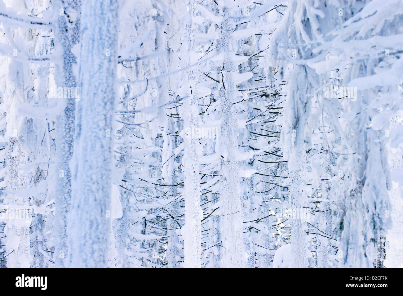 frozen winter time in the bavarian forest europe germany snow covered ...