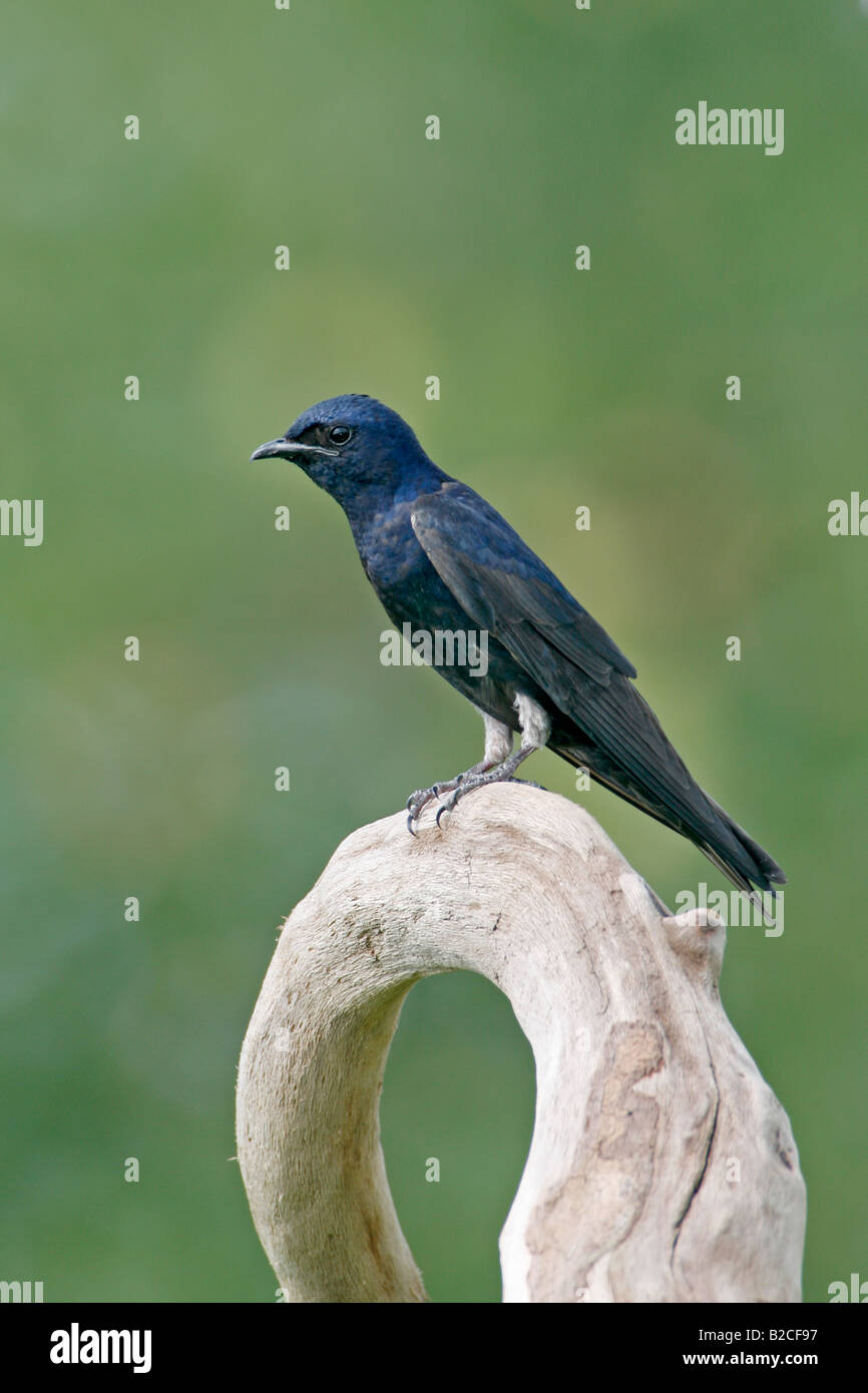 Purple martin vertical hi-res stock photography and images - Alamy