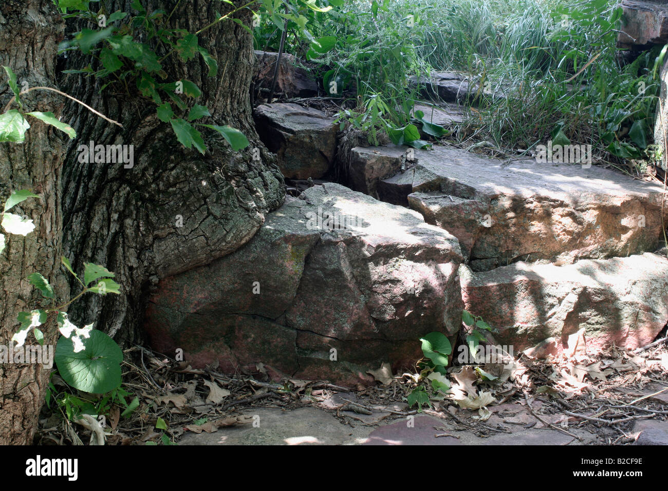Tree growing over boulder hi-res stock photography and images - Alamy