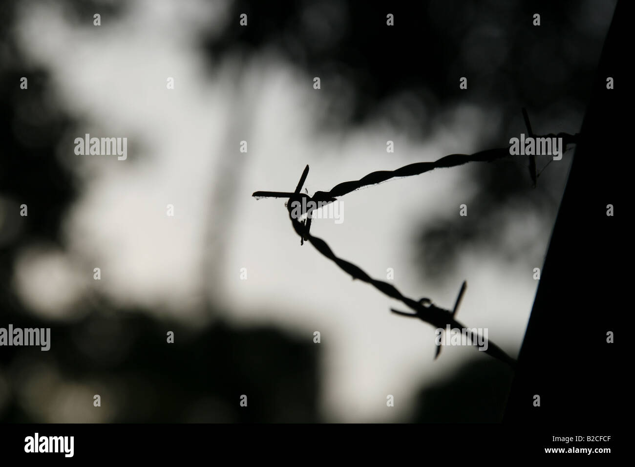close up of barbed wire fence in country at night Stock Photo - Alamy