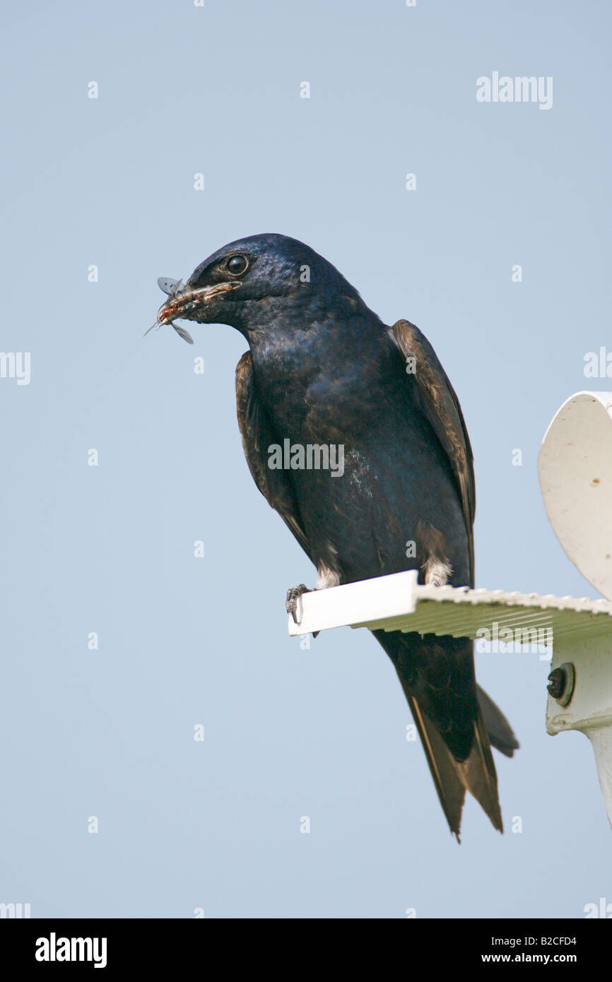 Purple Martin - Vertical Stock Photo - Alamy