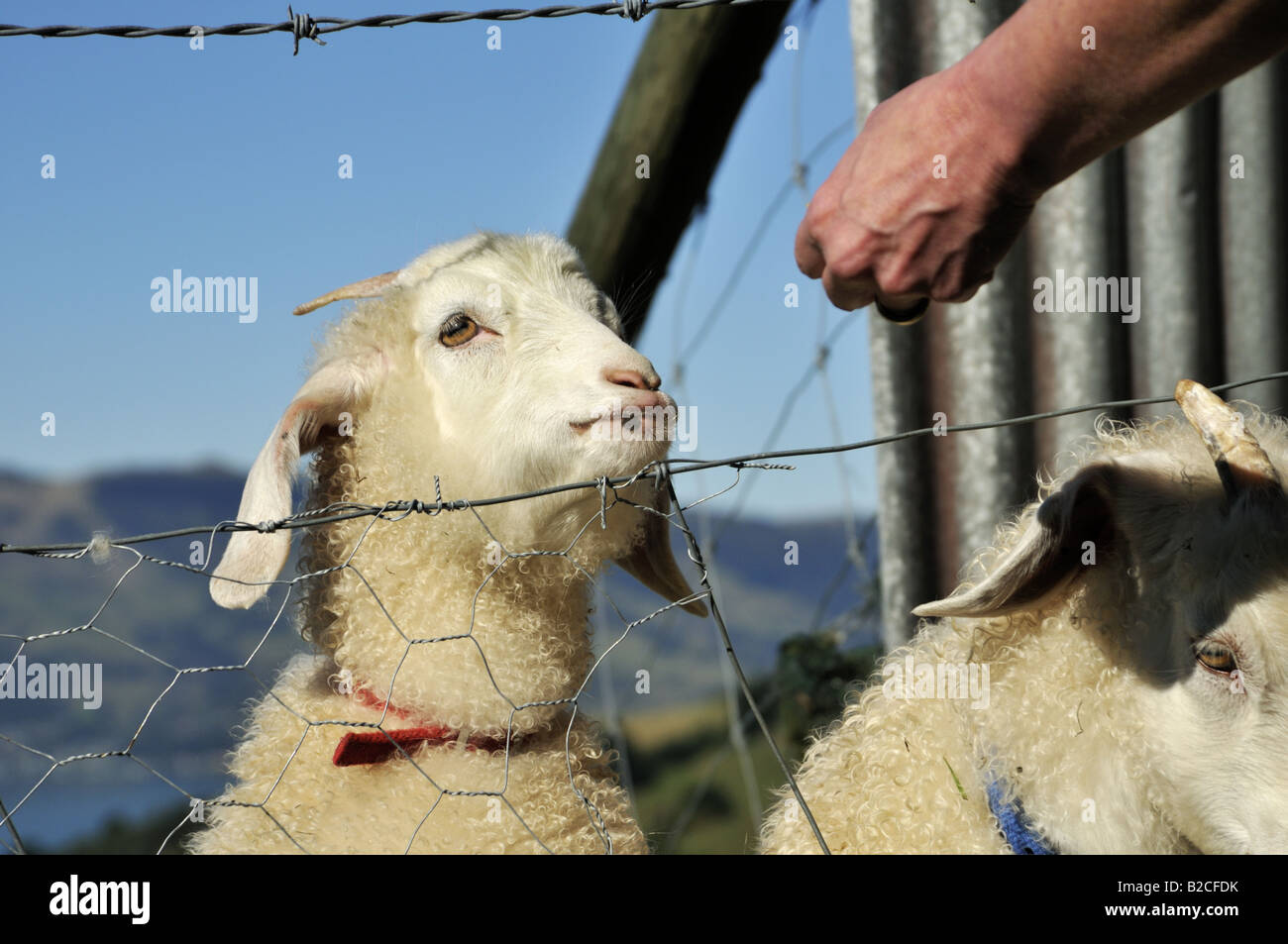 New zealand goats hi-res stock photography and images - Alamy