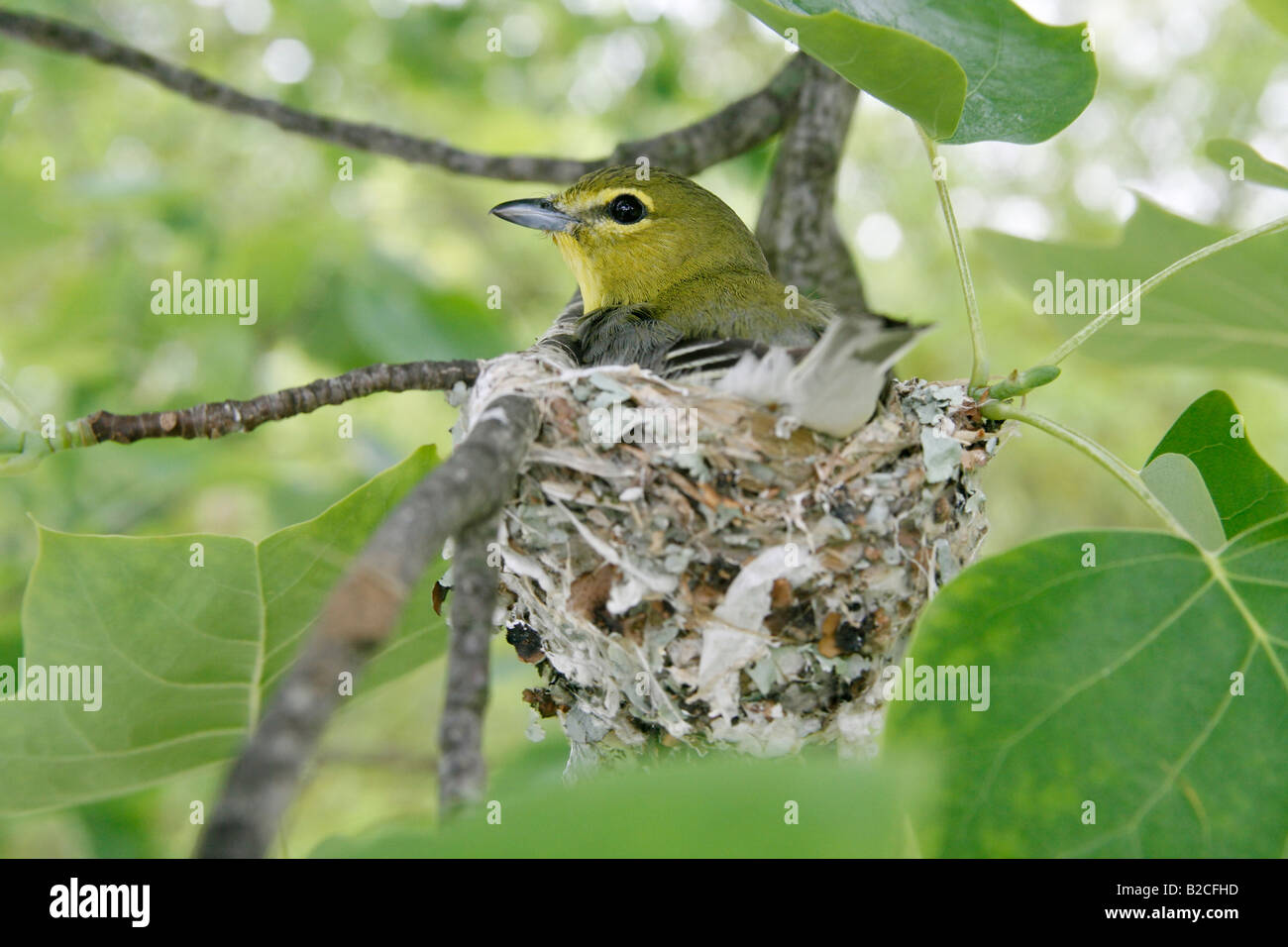 Yellow throated Vireo on Nest in Tulip Tree Stock Photo - Alamy