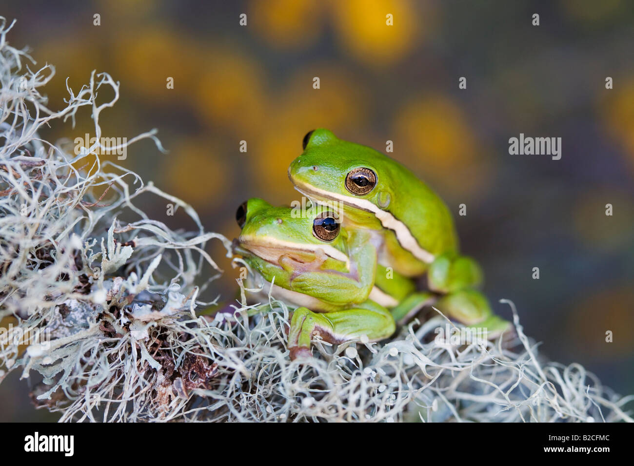 Two Green Tree frog, Hyla cinerea Stock Photo - Alamy