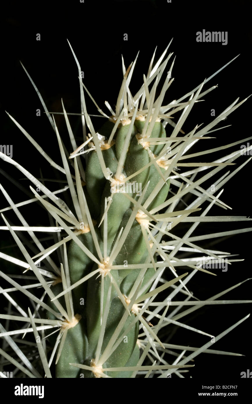 Spicky cactus hi-res stock photography and images - Alamy