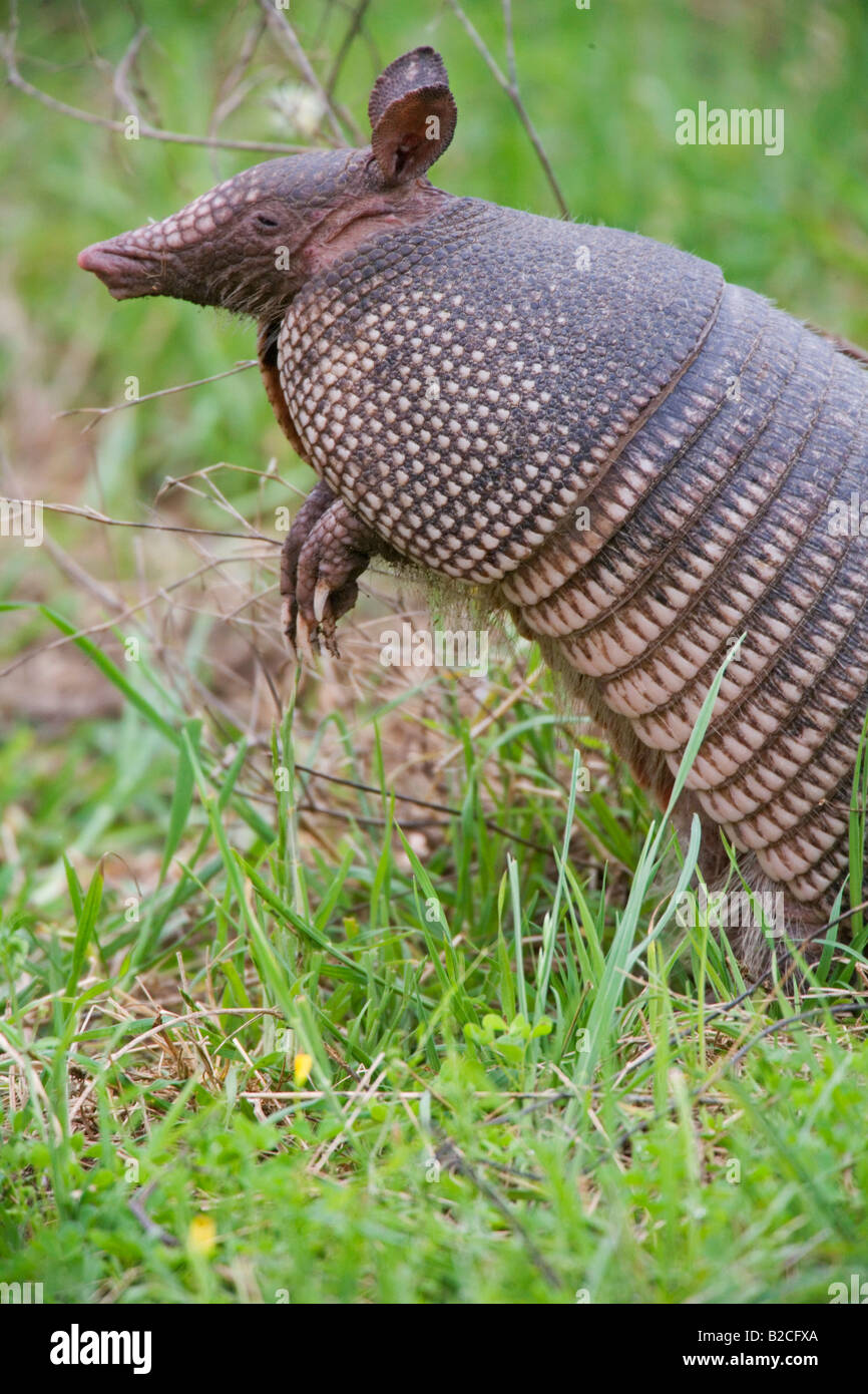 Nine banded armadillo hi-res stock photography and images - Alamy