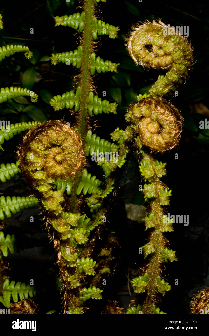 Opening garden fern hi-res stock photography and images - Alamy